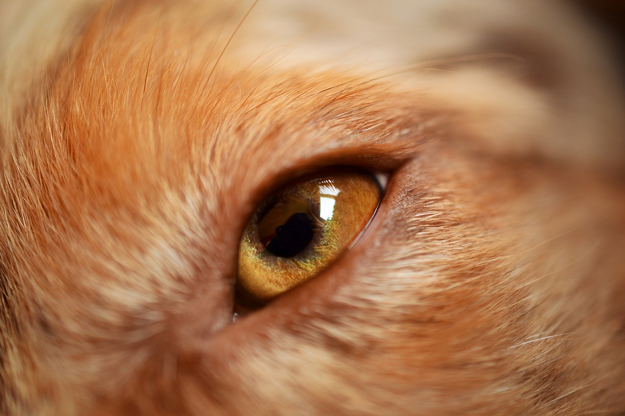 El ojo de tu mascota ¡Aprende a detectar sus problemas!